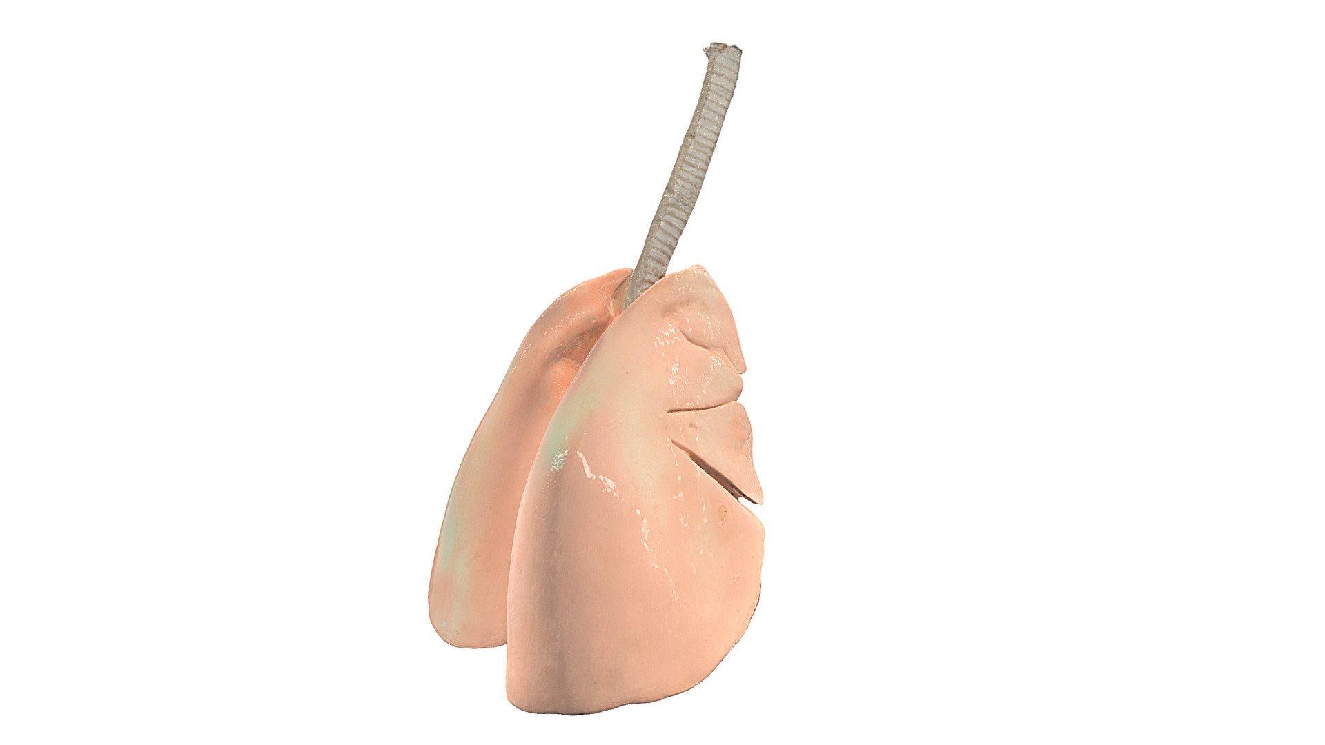 Sheep, trachea & lung (insufflation) - 3D model by Vetanat.UZH [2acc22f ...