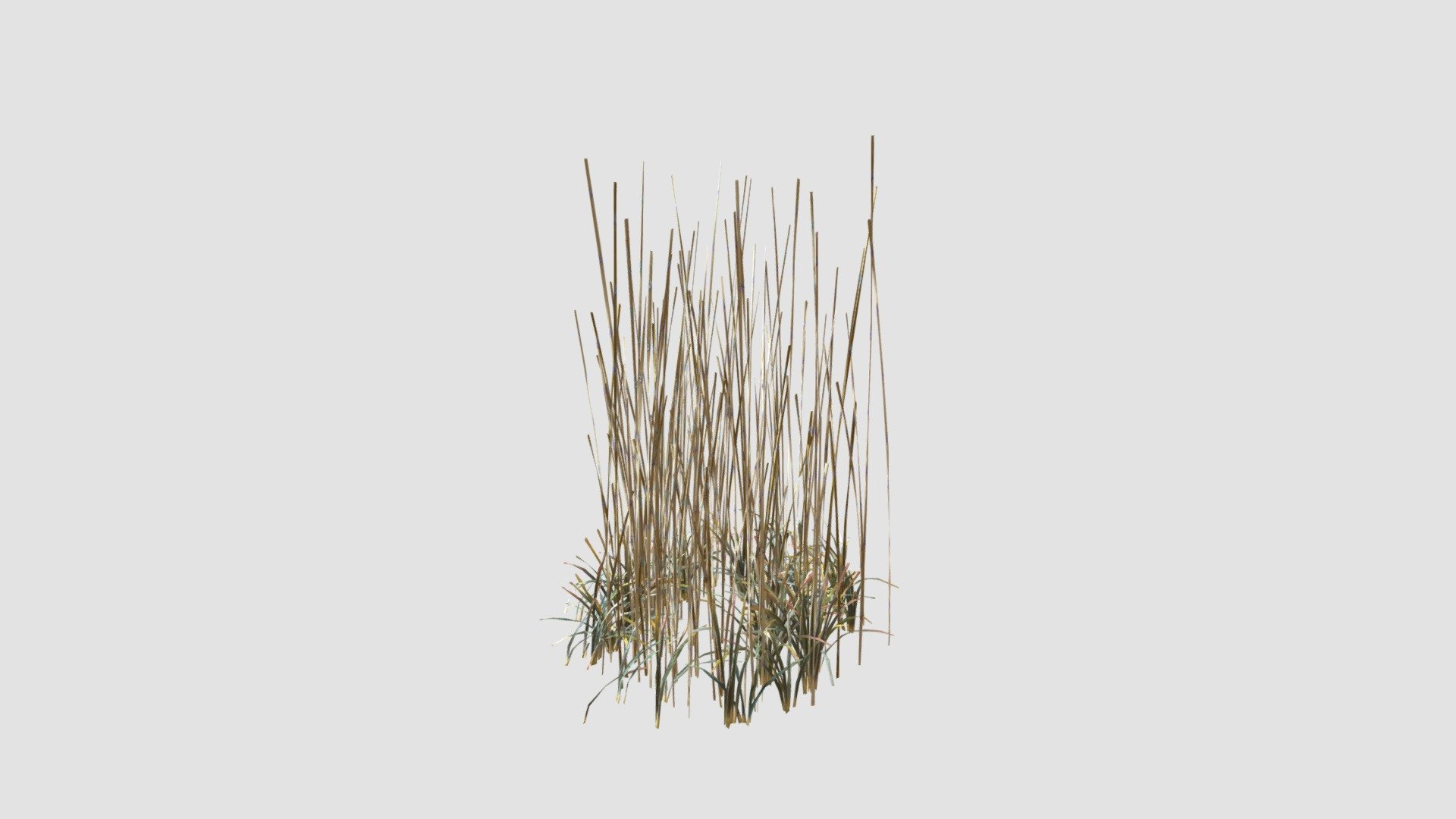 simple grass small - Buy Royalty Free 3D model by Evermotion [2acdad2 ...
