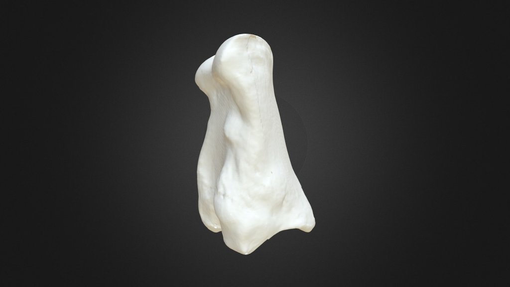 1310002 First Front Phalanx 1 Left - 3D model by William_R_Adams ...