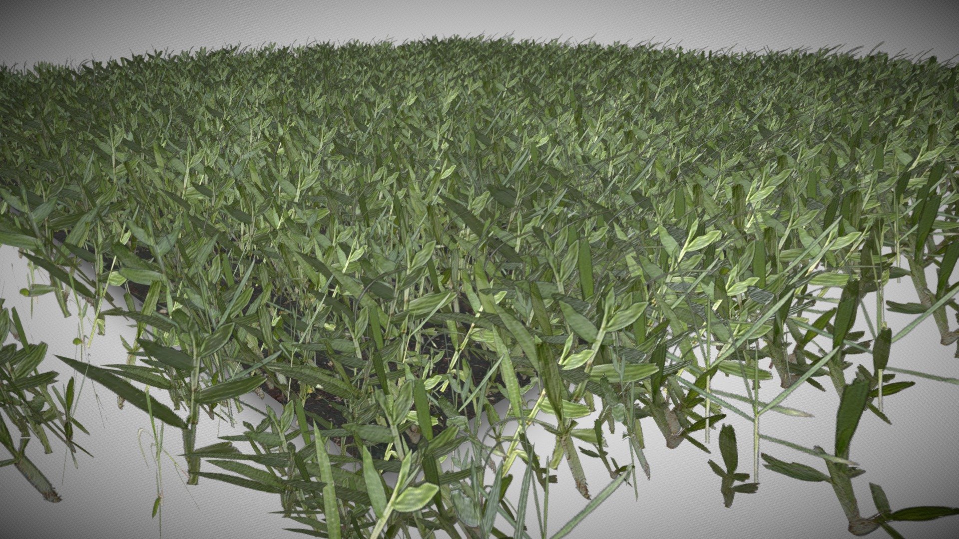 Grass - 3D model by danieupoars [2adb053] - Sketchfab