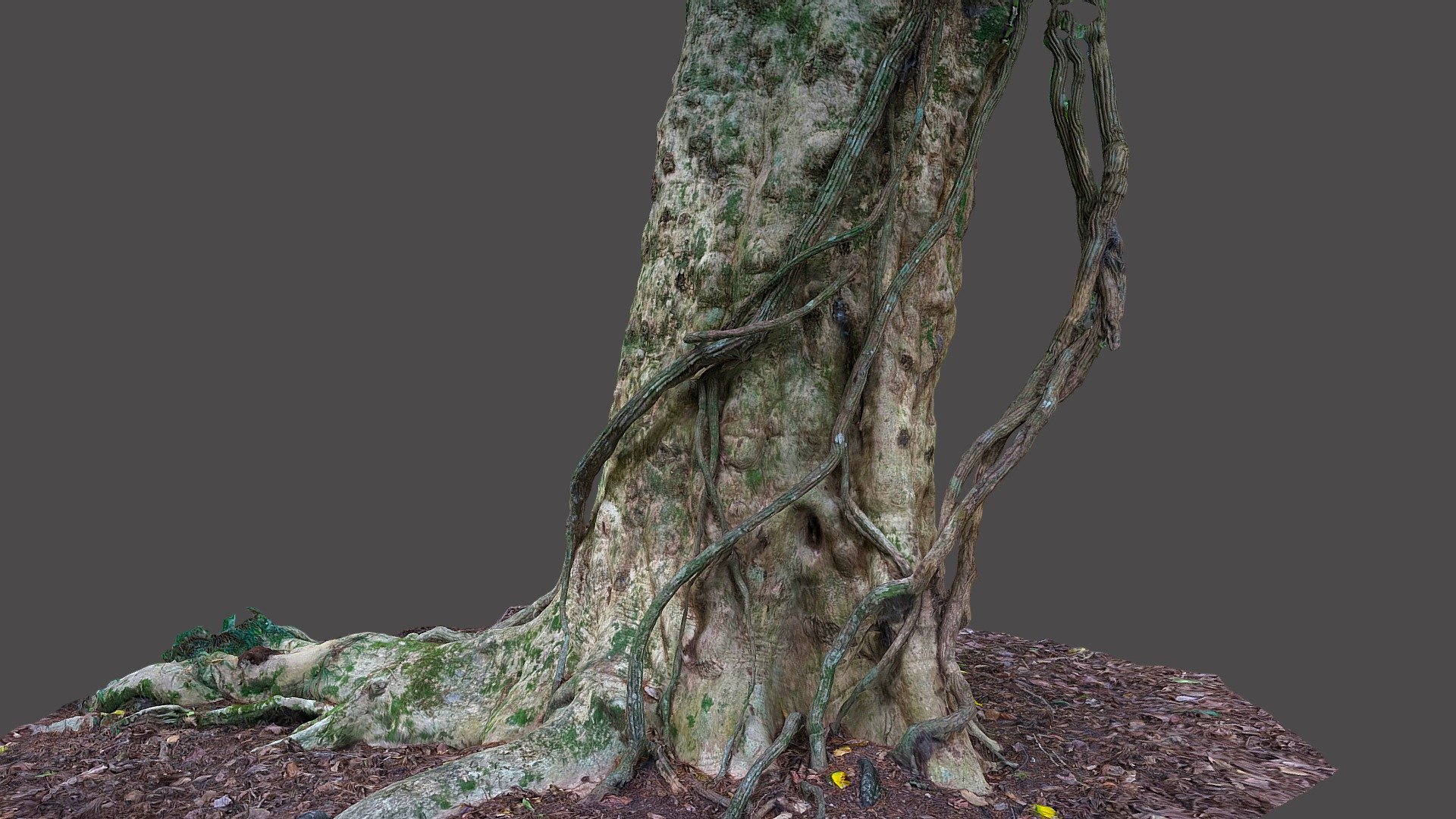 Puriri tree - Download Free 3D model by b_nealie [2adb17c] - Sketchfab