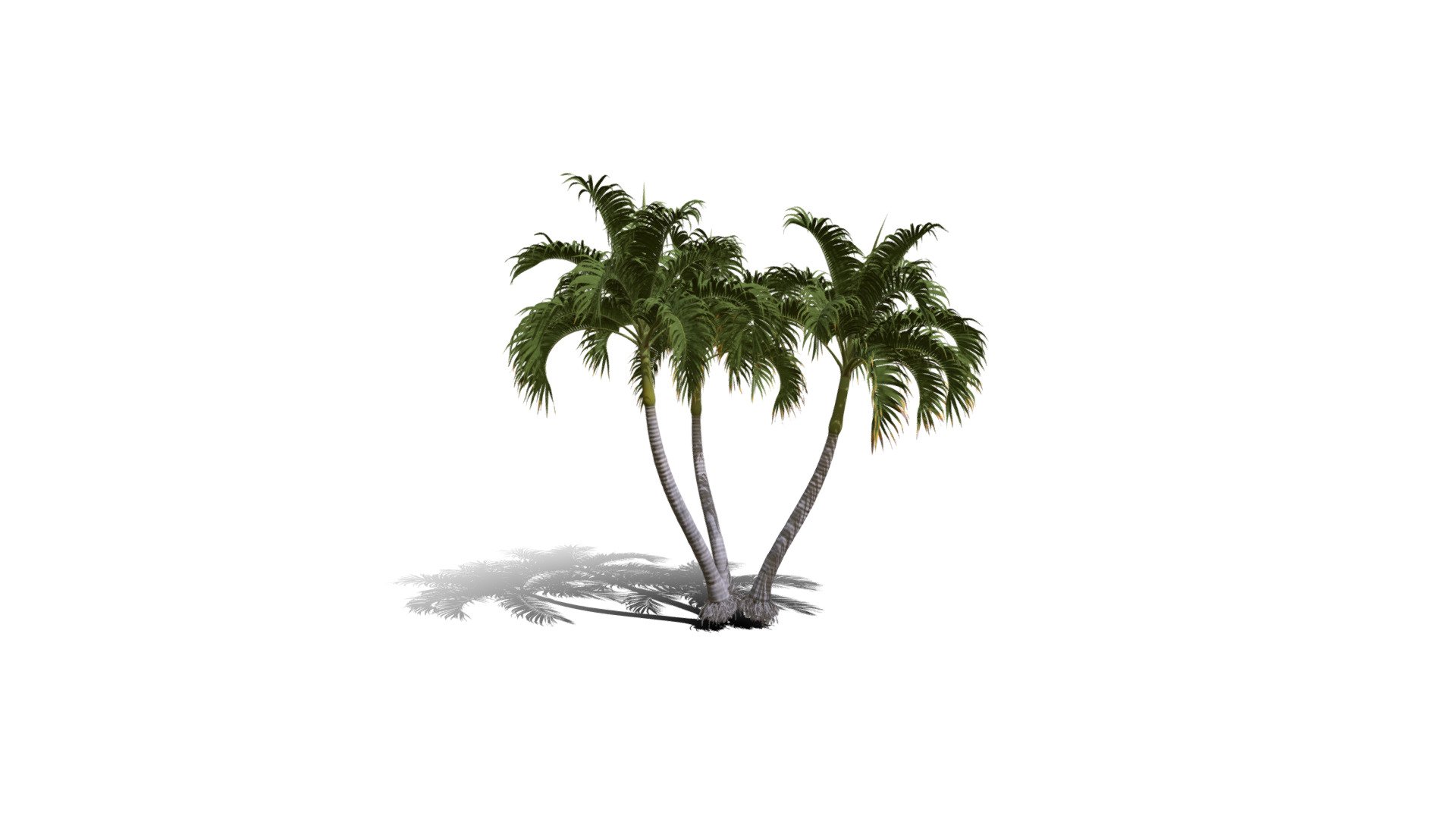 Realistic HD Christmas palm (28/35) - Download Free 3D model by ...
