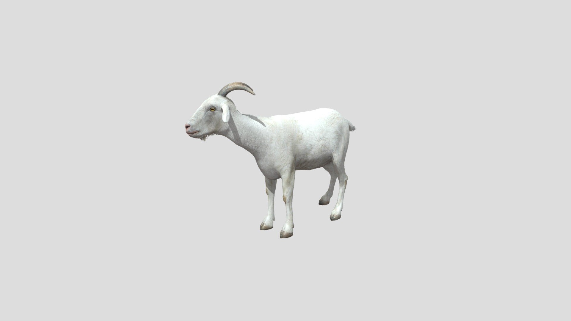 goat - Buy Royalty Free 3D model by Phil3D (@philosophie) [2add083 ...