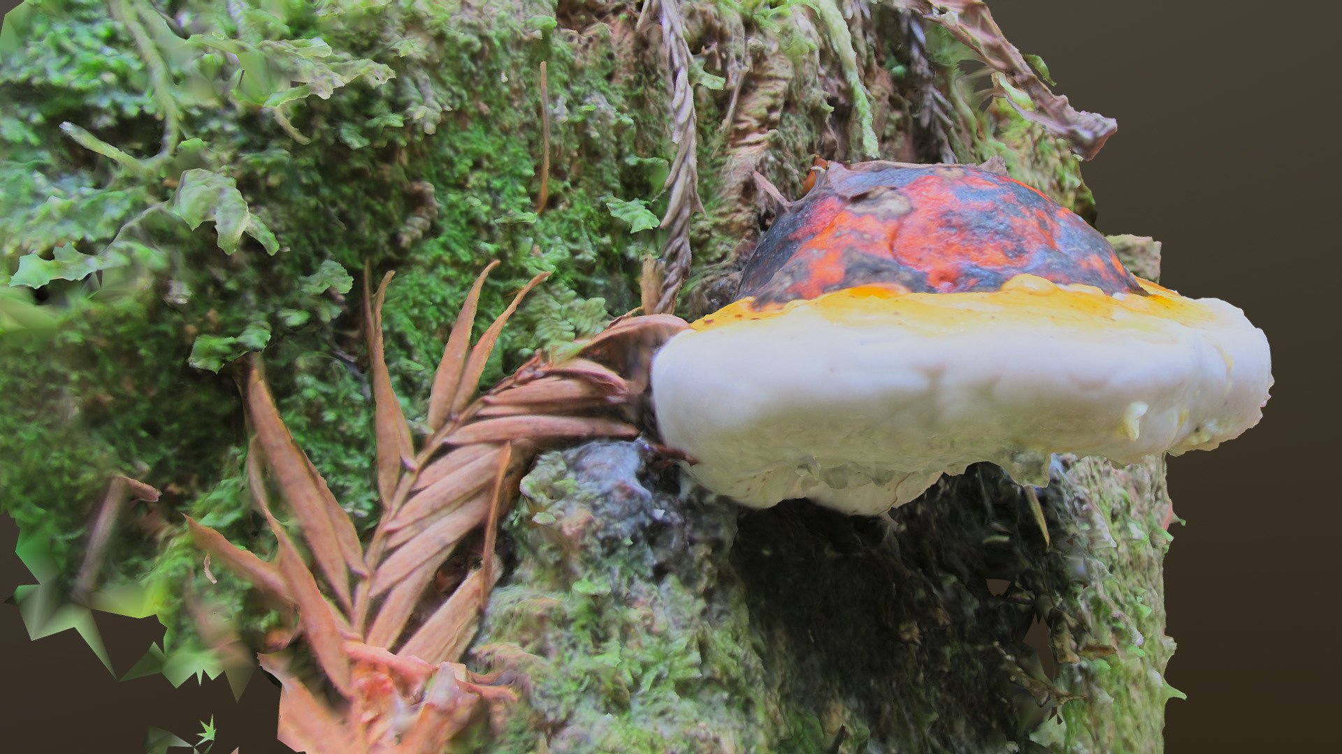 Artists Fungus - 3D model by John Toeppen (@toeppen) [2ae9a1c] - Sketchfab