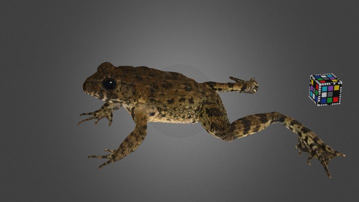 Amphibia 3D models - Sketchfab