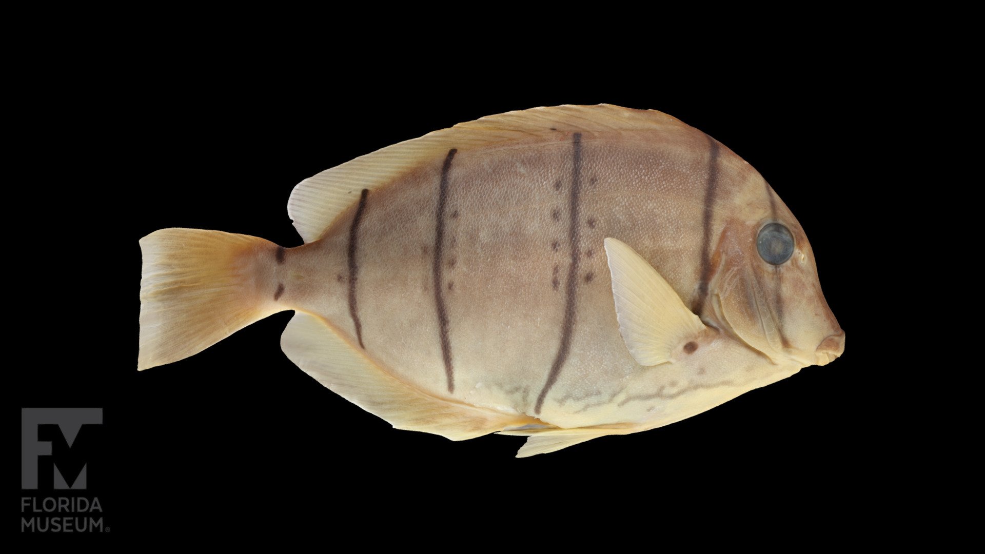 Surgeonfish, Acanthuridae - 3D model by FloridaMuseum [2af1173] - Sketchfab