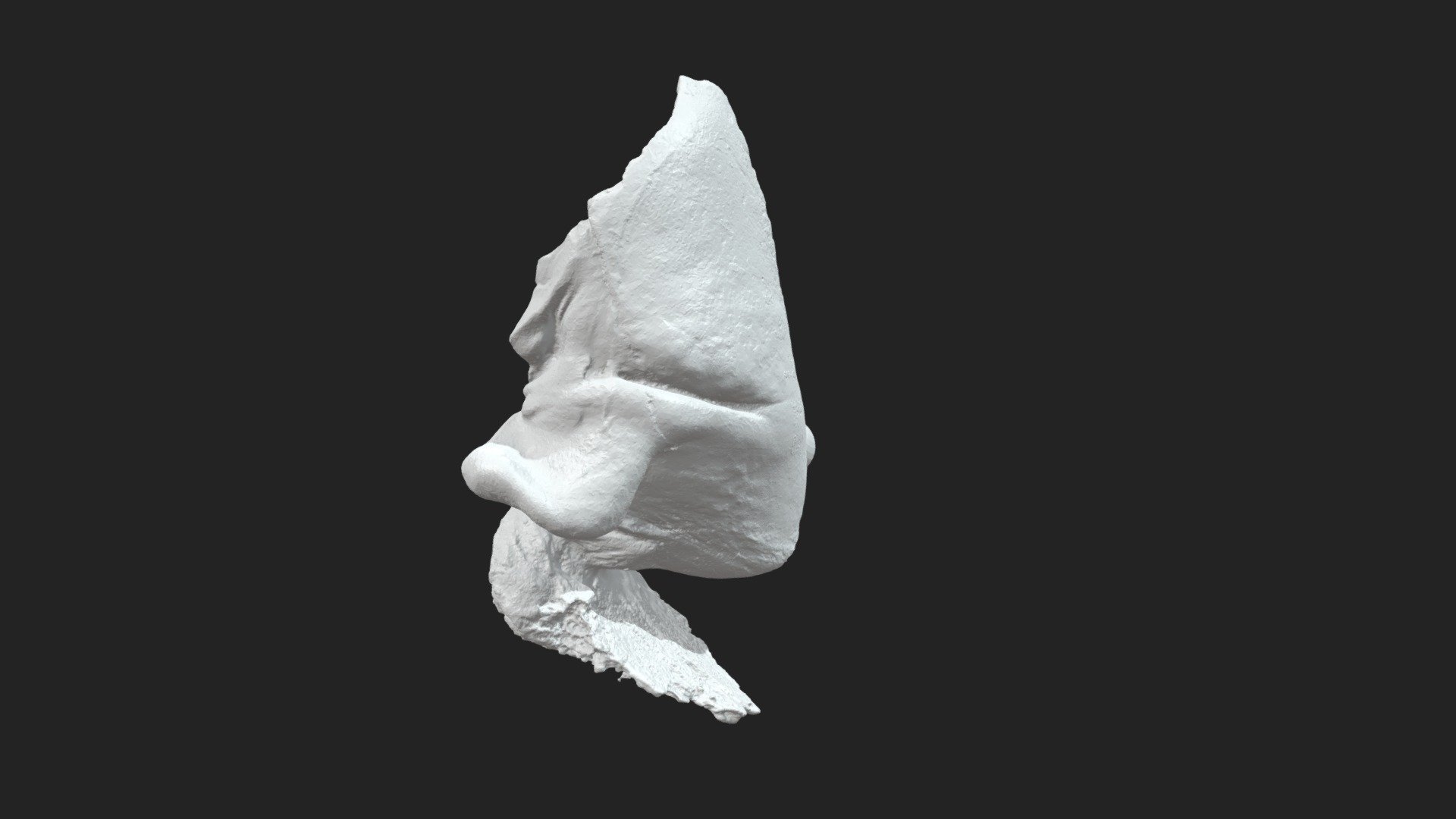 Berardius bairdii_USNM49725_tyb - 3D model by Gunma Museum of Natural ...