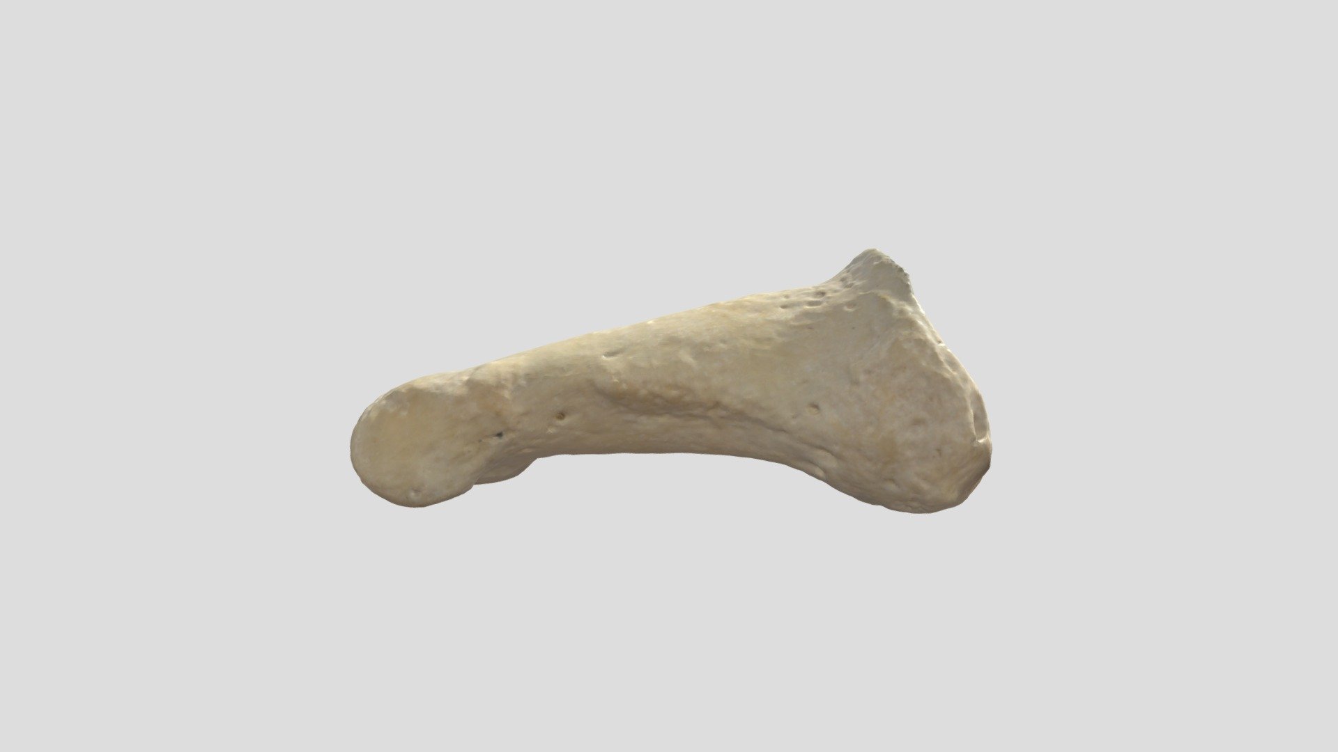 Phalanx Proximalis III R - annotaties - 3D model by Universiteit ...