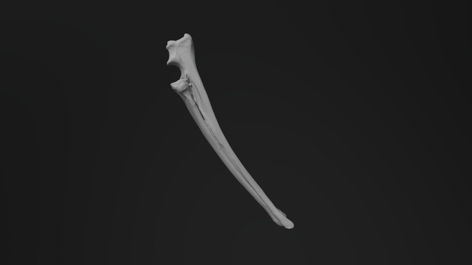 Coyote Right Radius & Ulna - 3D model by Megan (@masaunde) [2afa741 ...