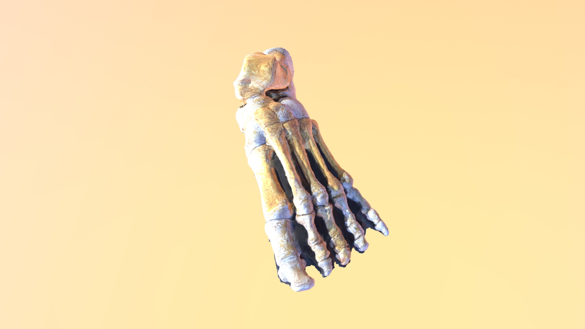 Neanderthal Foot - 3D model by Miguel Sanchez (@MiguelSanchez) [2b04b68 ...