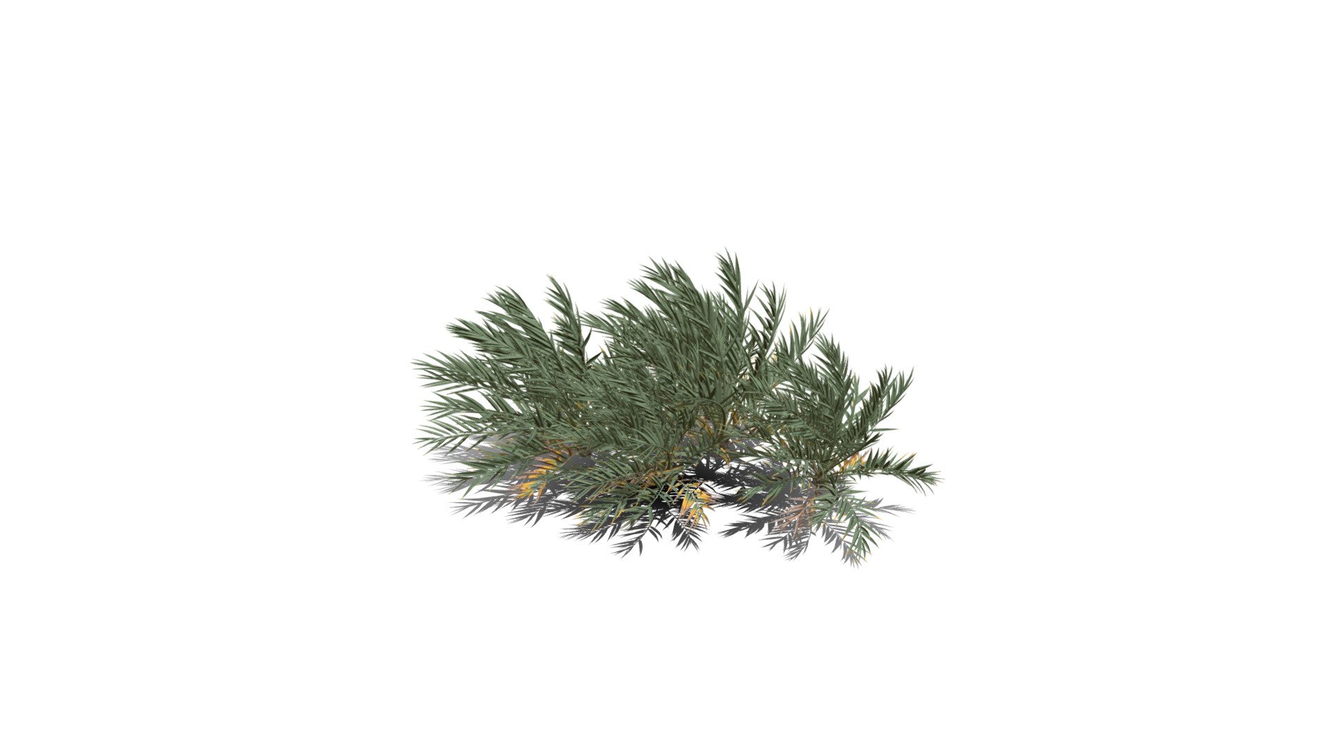 Realistic HD Date palm (41/78) - Download Free 3D model by PlantCatalog ...