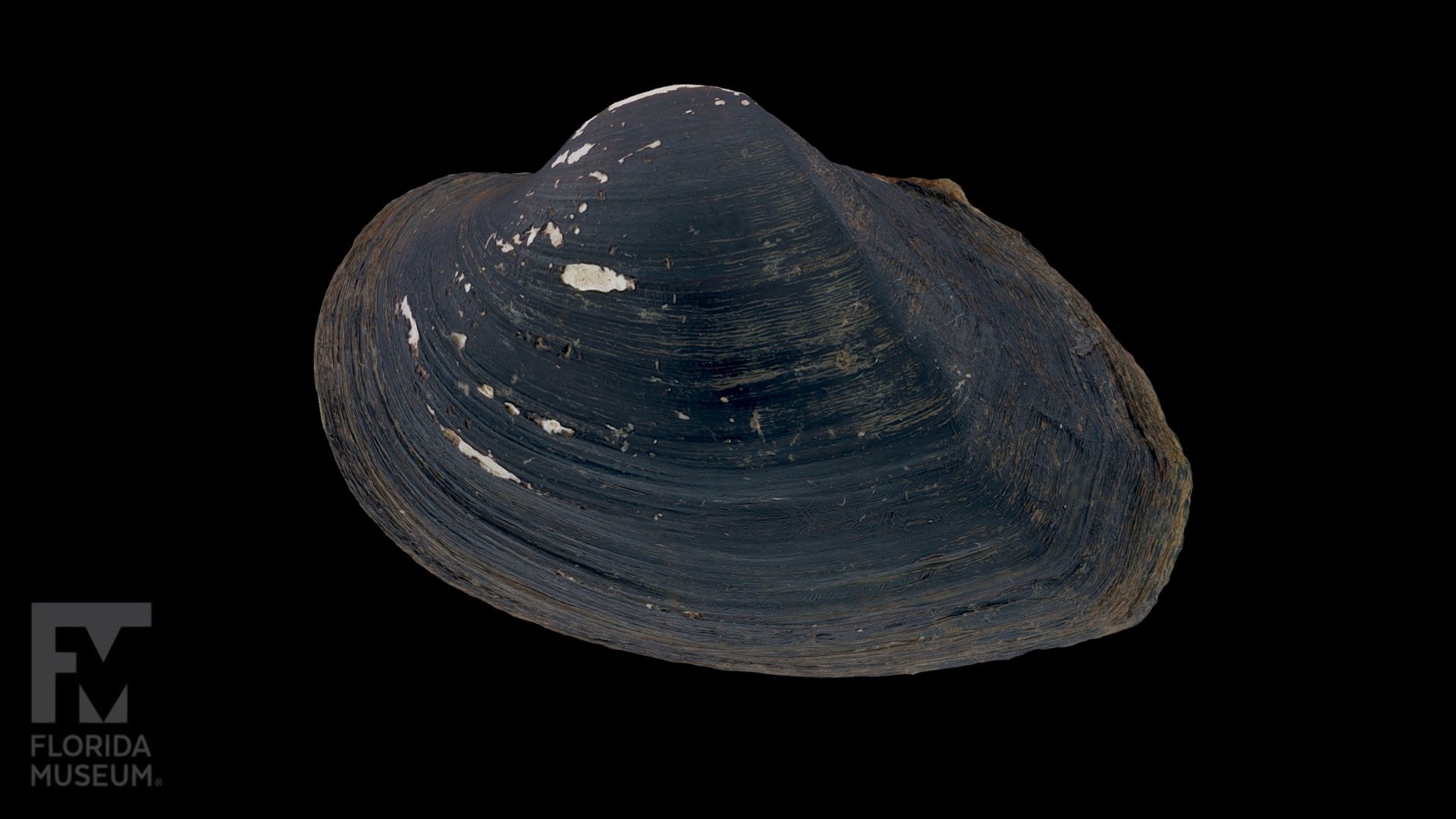 Southern Elktoe - Freshwater Mussel - 3D model by FloridaMuseum ...