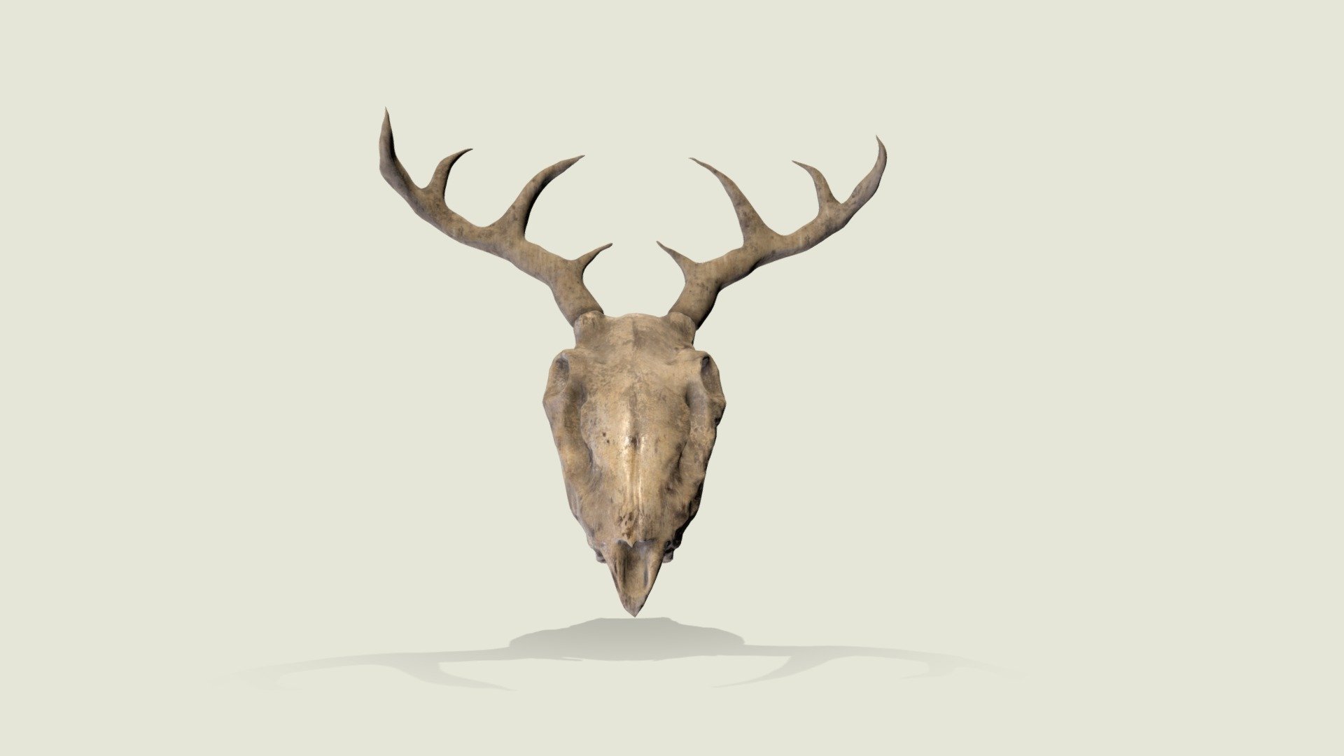 Deer Skull - Download Free 3D model by Liam.Bailey [2b0e8bf] - Sketchfab