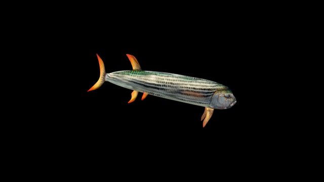 Xiphactinus 3D models - Sketchfab