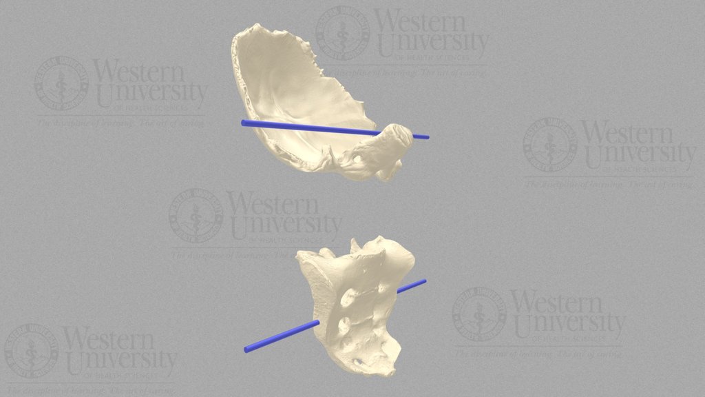 Osteopathic Cranial Motions - A 3D model collection by WesternU3D ...