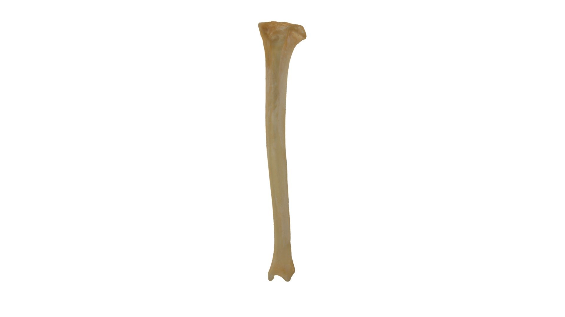 Tibia - Download Free 3D model by jdb56 [2b19333] - Sketchfab