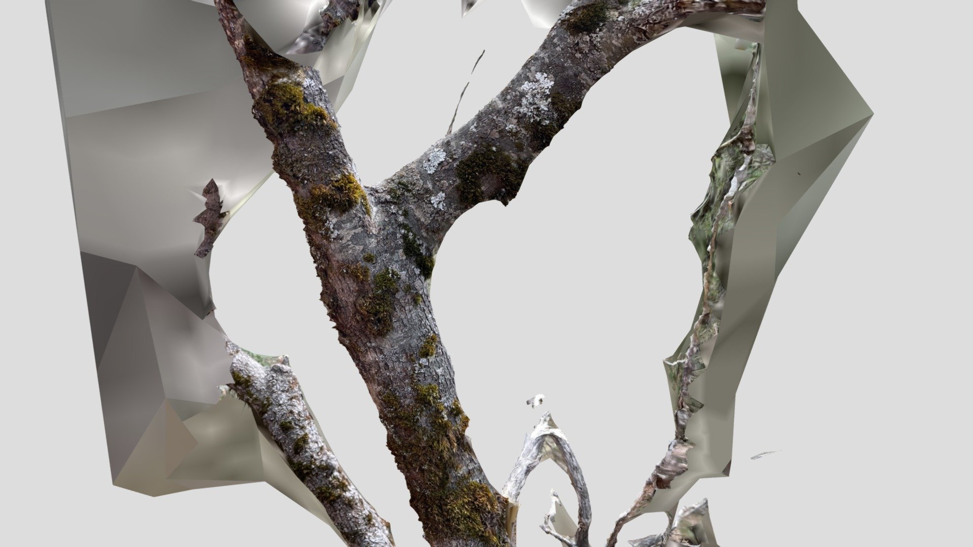 Tree Lichen - Download Free 3D model by garagestudios [2b1dfdd] - Sketchfab