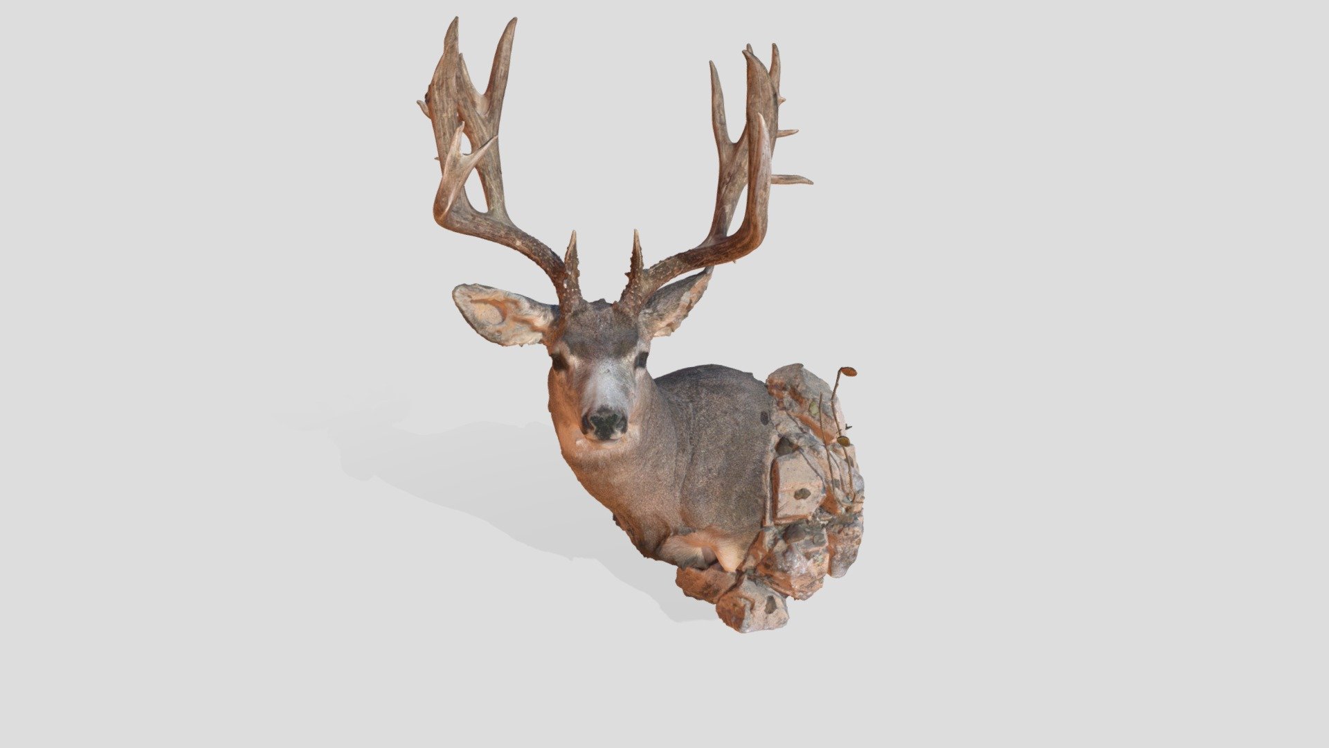 Mule Deer "Oquirrh Buck" - 3D model by PeakReplicas [2b22db1] - Sketchfab