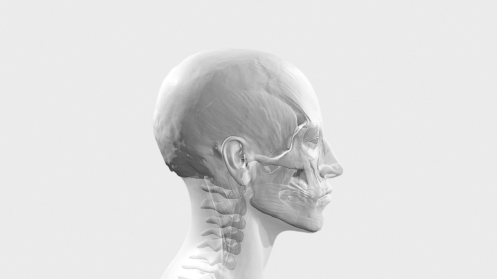 Translucent Male Face Muscles - 3D model by Celia Pedrera Flores ...