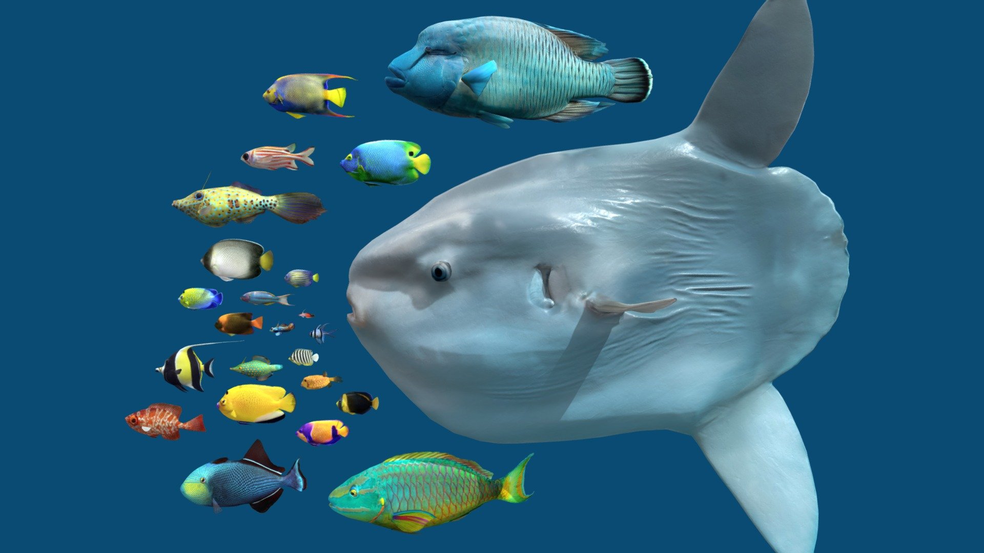 Global Reef Fish Collection - 3D model by Mikhail Nesterov (@cgsoul ...