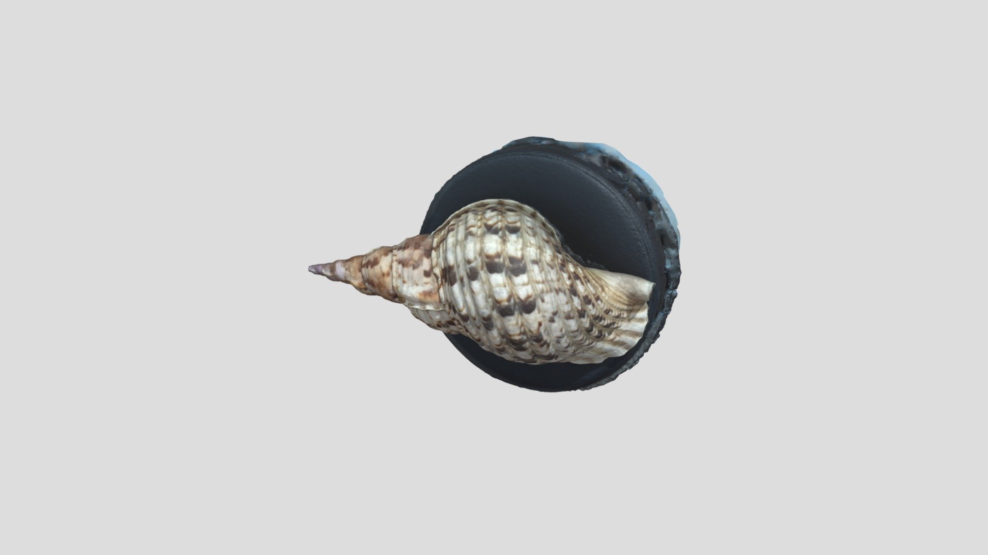 Conch - 3D model by quan.nguyenle [2b31263] - Sketchfab