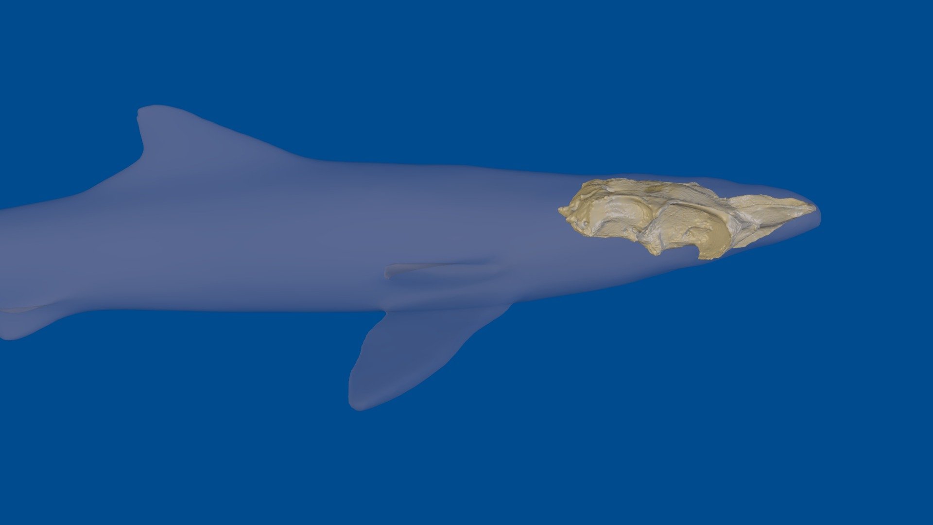 Spiny dogfish, tiny shark - 3D model by nzfauna [2b3a6c9] - Sketchfab