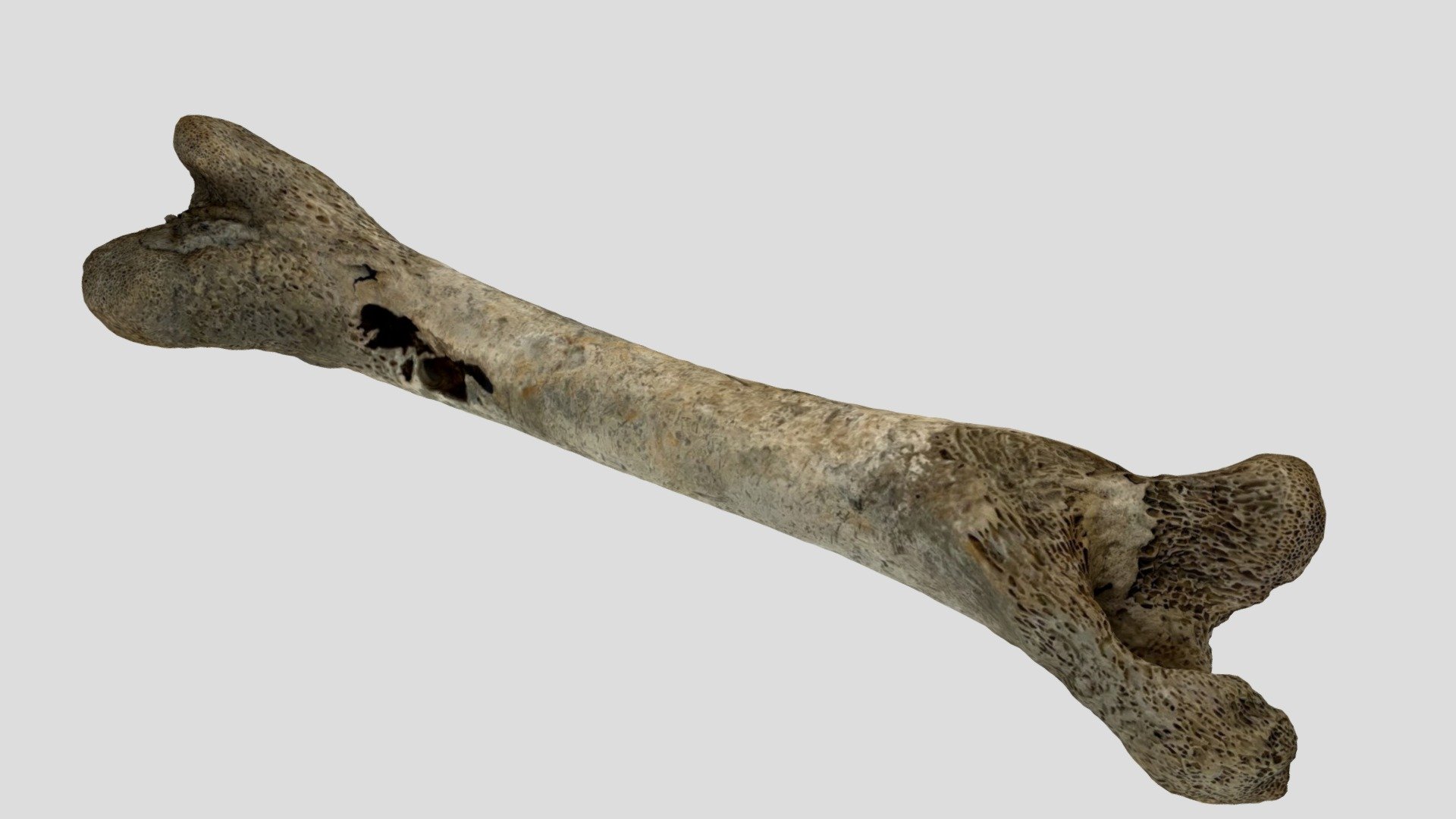 Sheep Femur: EOA:2022.90 - Download Free 3D model by Portland Museum ...