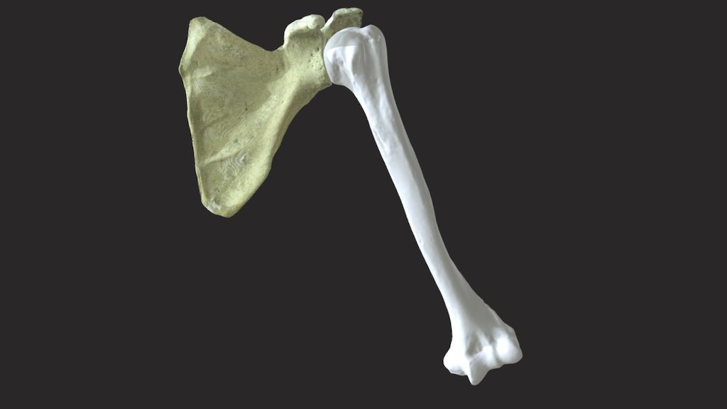 Shoulder Joint 01 - 3D model by Gavin Lewis (@gavlewcu) [2b4c47e ...