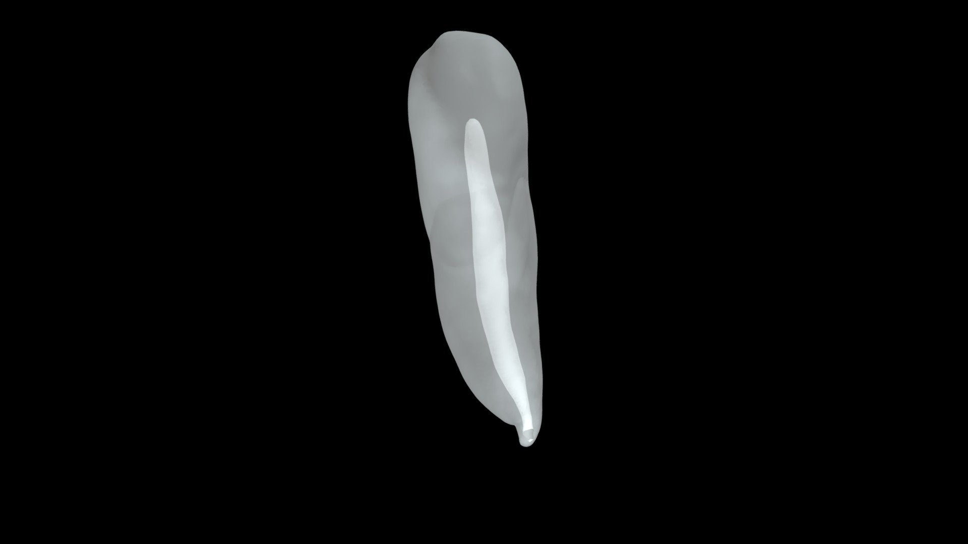 Tooth 27 - 3D model by biomed3d [2b4d2c2] - Sketchfab