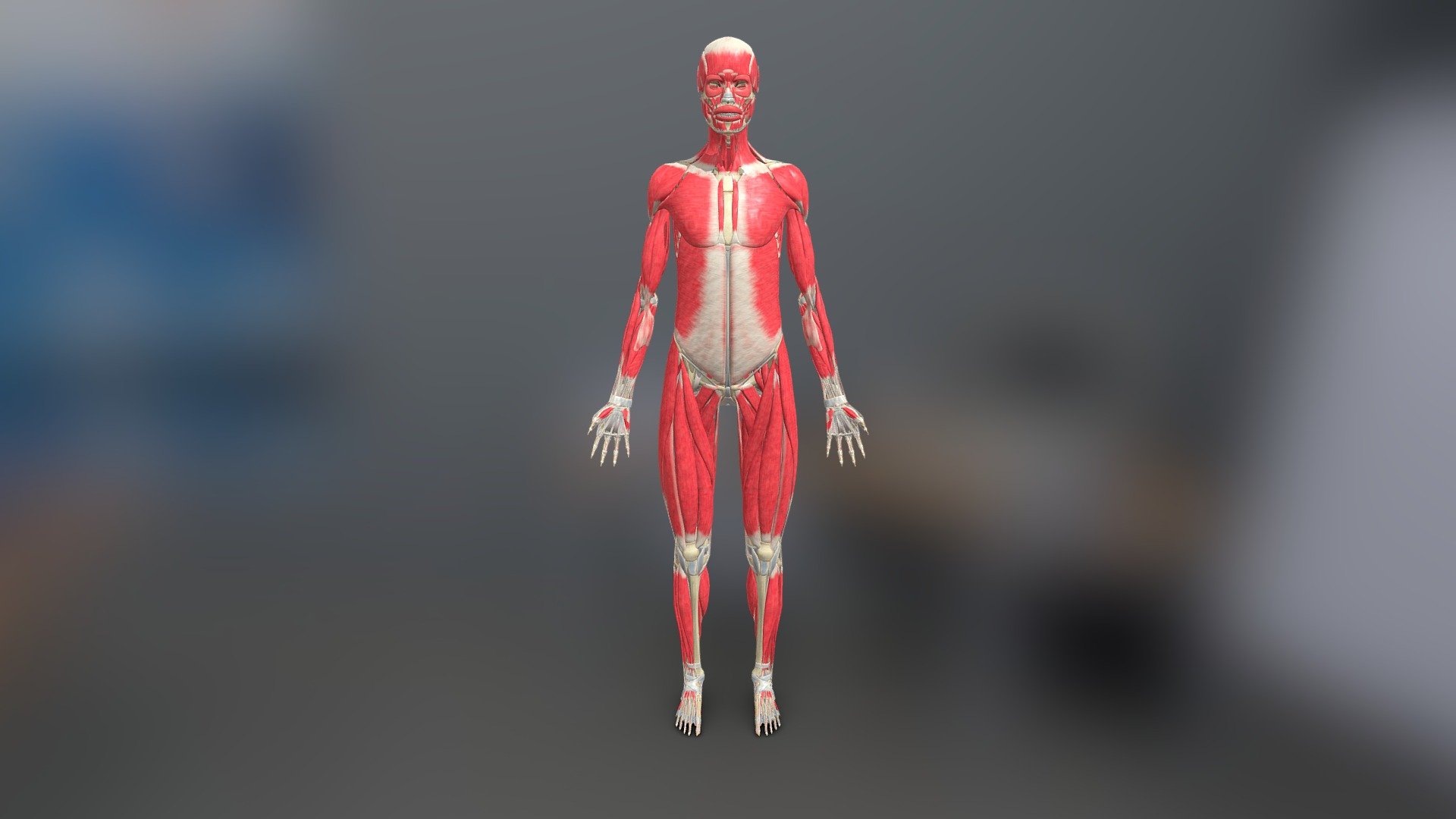 Human anatomy - 3D model by r2 [2b4d4a6] - Sketchfab