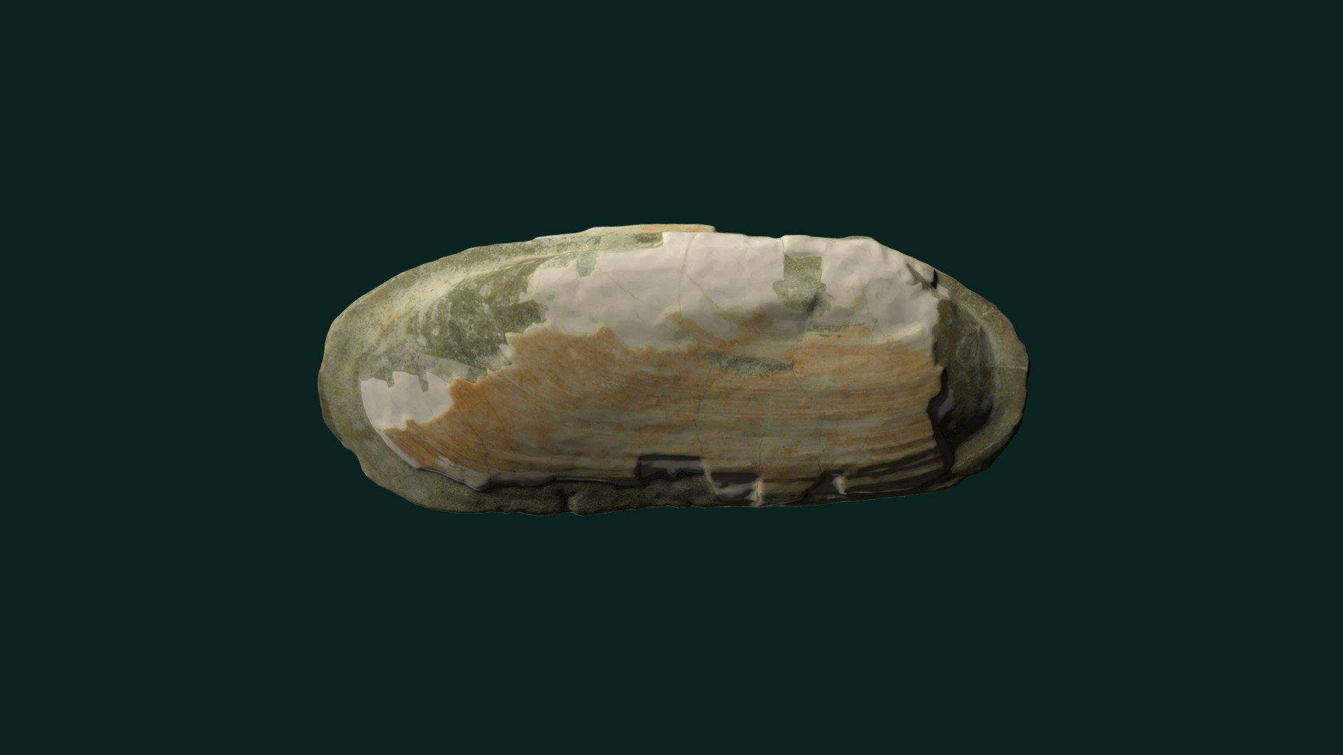 Legumen ellipticum D7887 - 3D model by Shellie Luallin (@Paleogirl ...