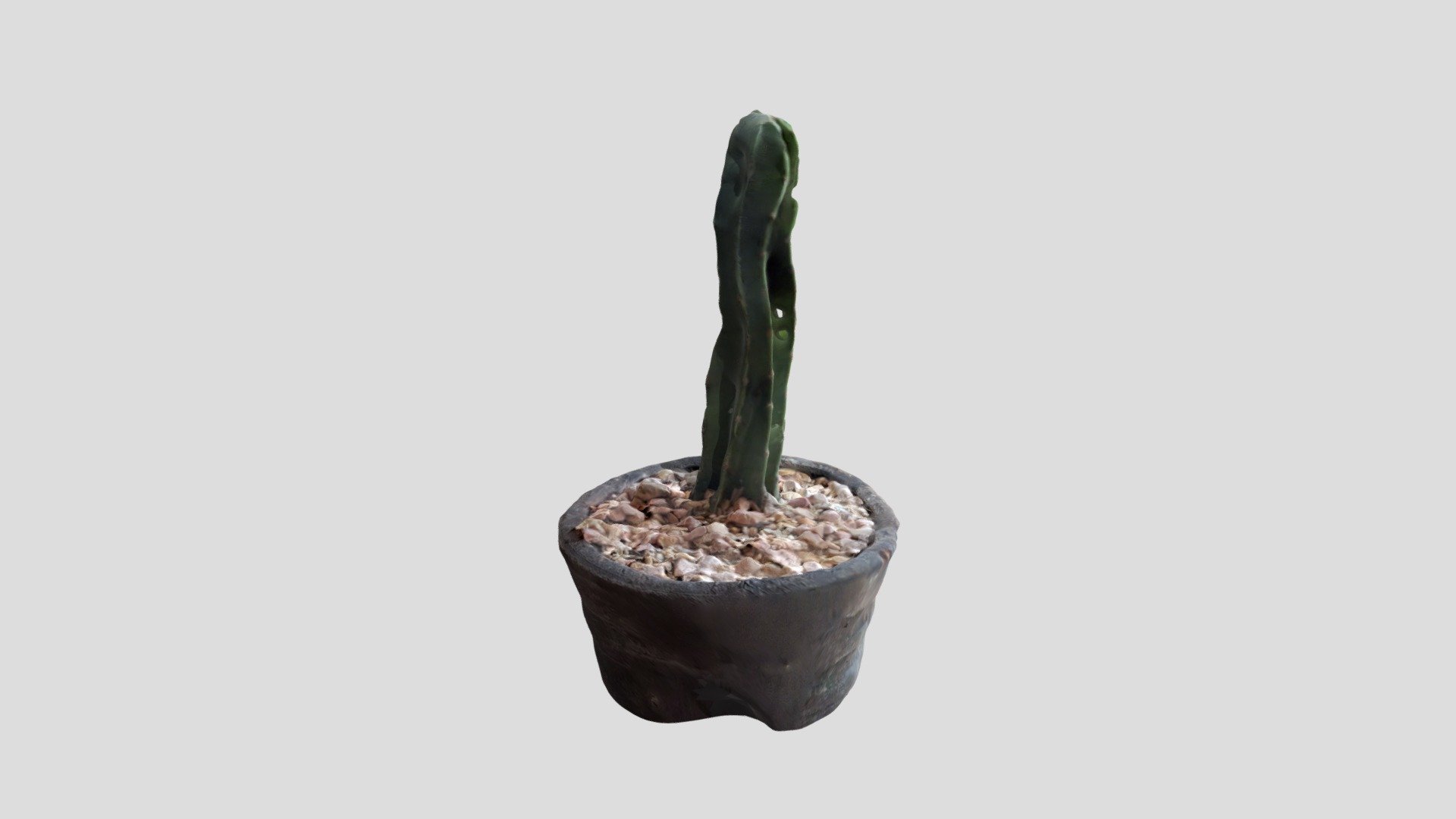 Cactus - Download Free 3D model by Weitblick.ai (@weitblick_ai ...