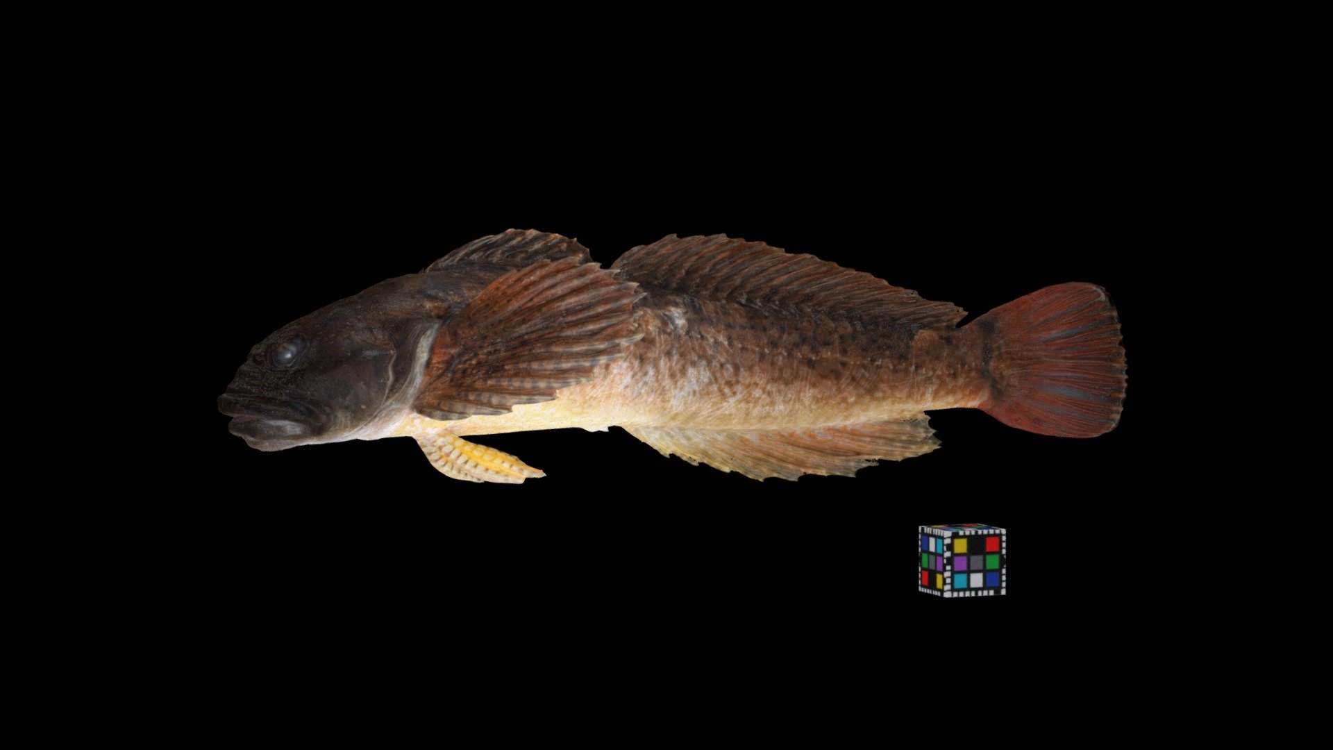 カンキョウカジカ River Sculpin, Cottus hangiongensis - Download Free 3D model ...