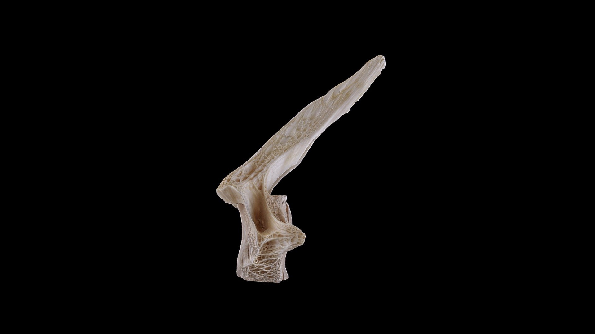 Cod (Gadus morhua) Abdominal Vertebra - 3D model by 4-OCEANS Virtual ...