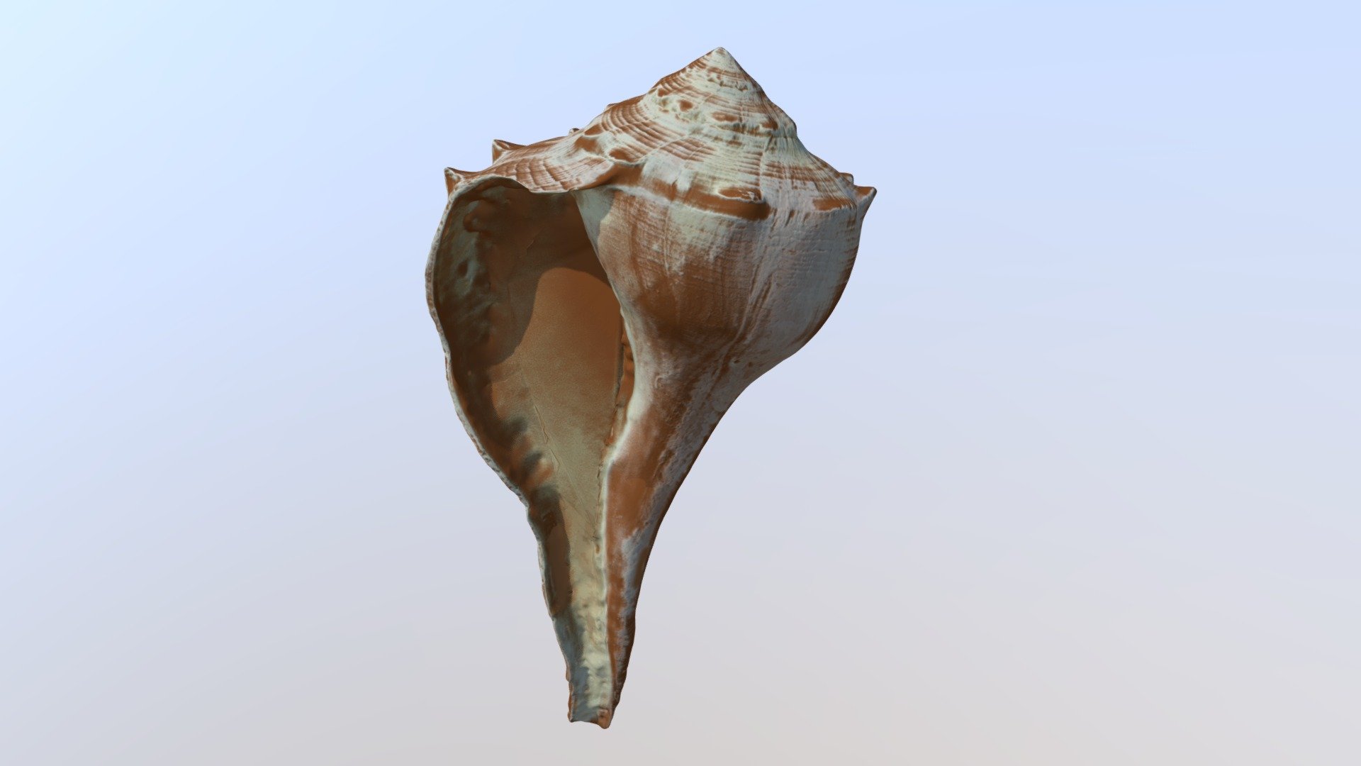 Question 2A Busycon - 3D model by Systematic Paleontology Missouri S&T ...