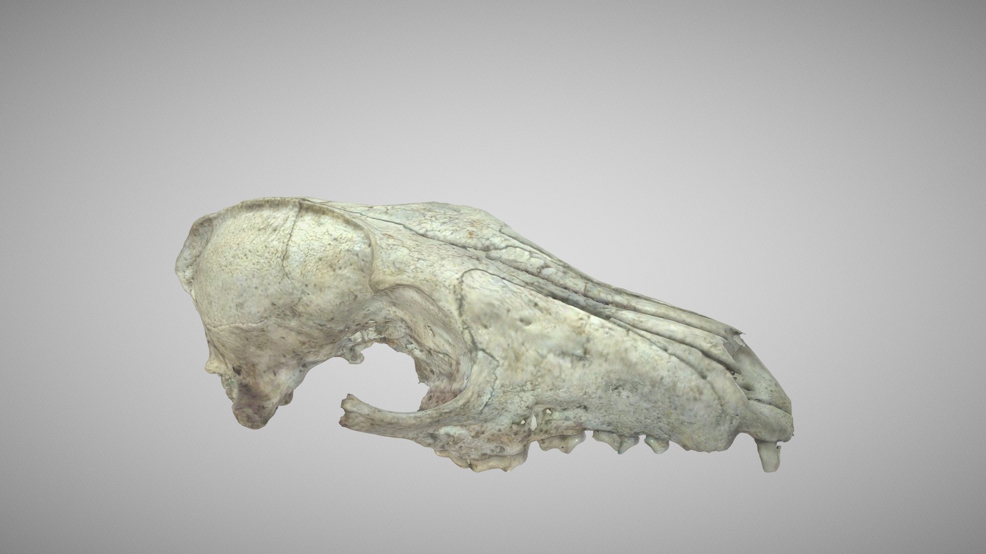 Skull of a FOX 3d-scanned Textured Highpoly - 3D model by Bau-3d ...