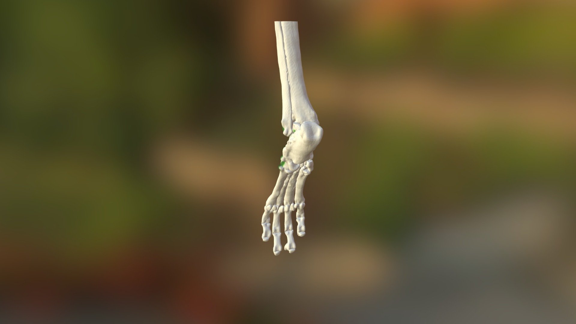 Canine Tarsus Ligaments - 3D model by sonea [2b63770] - Sketchfab