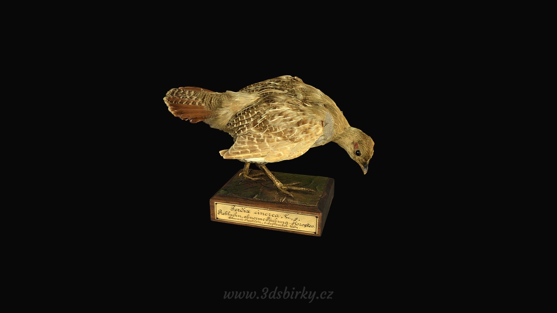 Koroptev polní (Perdix perdix L.) - 3D model by 3djohny [2b674ea ...