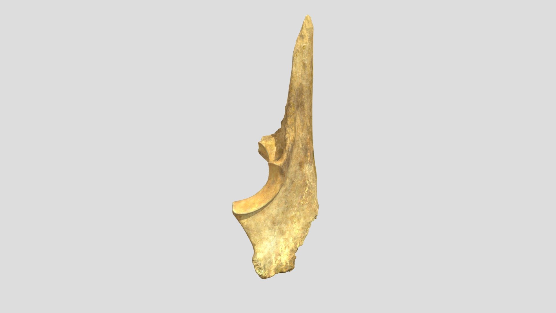 Bone Awl (VCU_3D_5831) - Download Free 3D model by Virtual Curation Lab ...
