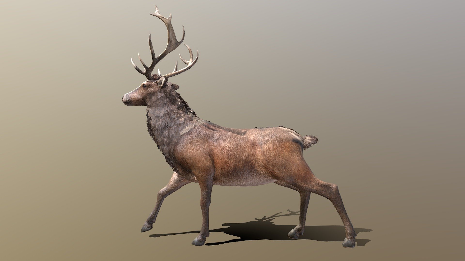 Deer Animated - Buy Royalty Free 3D model by Fujitora (@dubaakoor22 ...