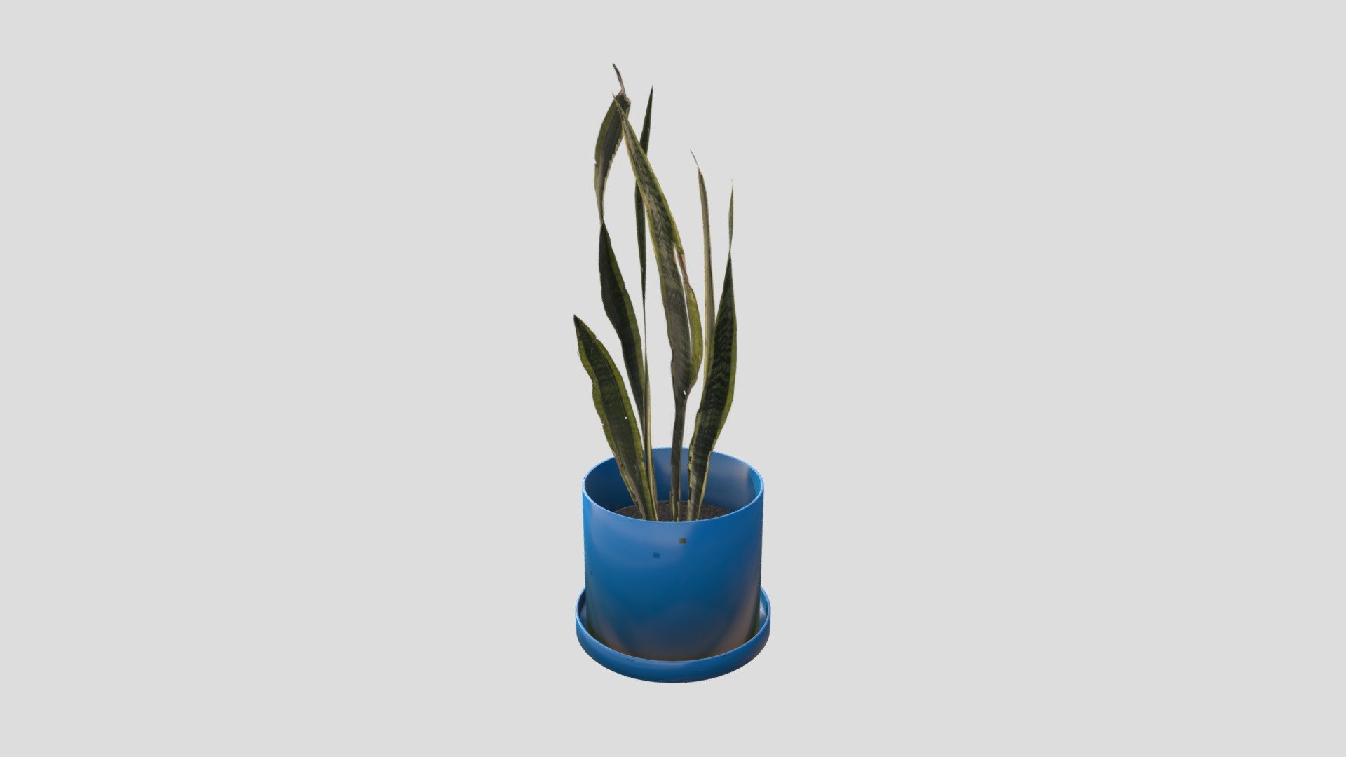 Snake Plant - Download Free 3D model by Outhere (@OutHereVR) [2b6aa10 ...