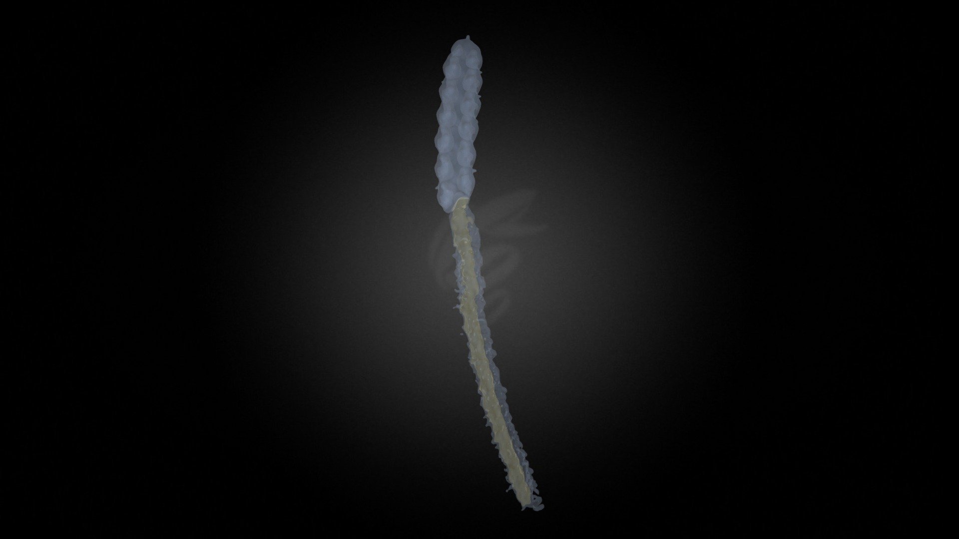 DeepPIV 3DR - String siphonophore (Apolemia) - Download Free 3D model ...