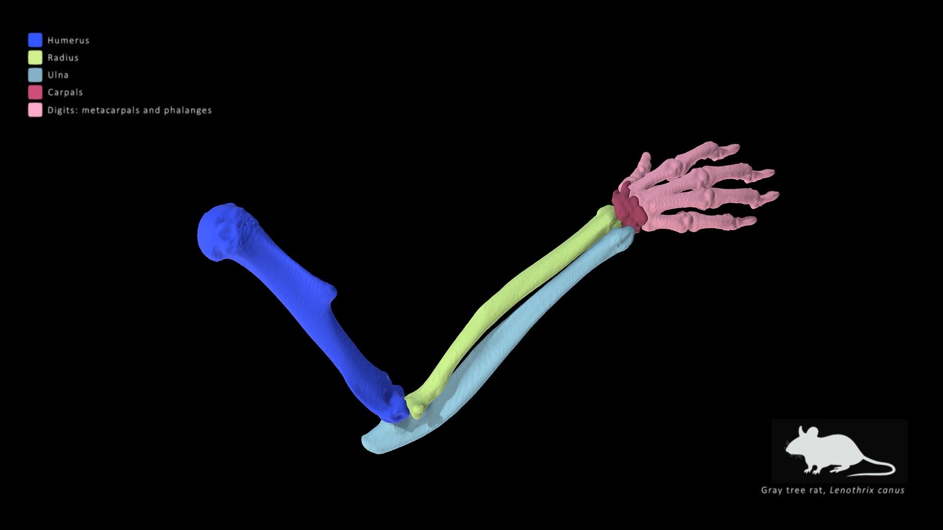 Gray tree rat forelimb (AMNH M240359) - 3D model by Blackburn Lab ...