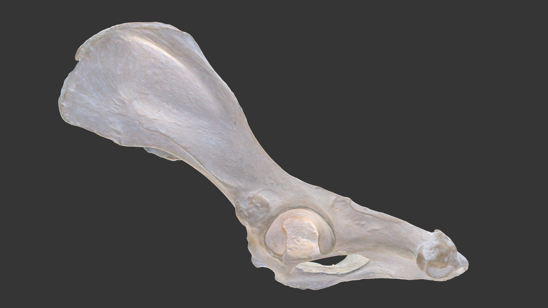 Anatomía Pélvica Del Perro