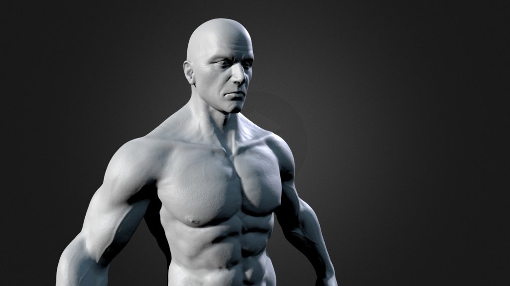 Male Anatomy Study - 3D model by Dmitry Gavrilik (@gavrilik) [2b6eafd ...