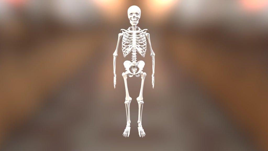 Skeleton - 3D model by chixchiaberx [2b709d4] - Sketchfab