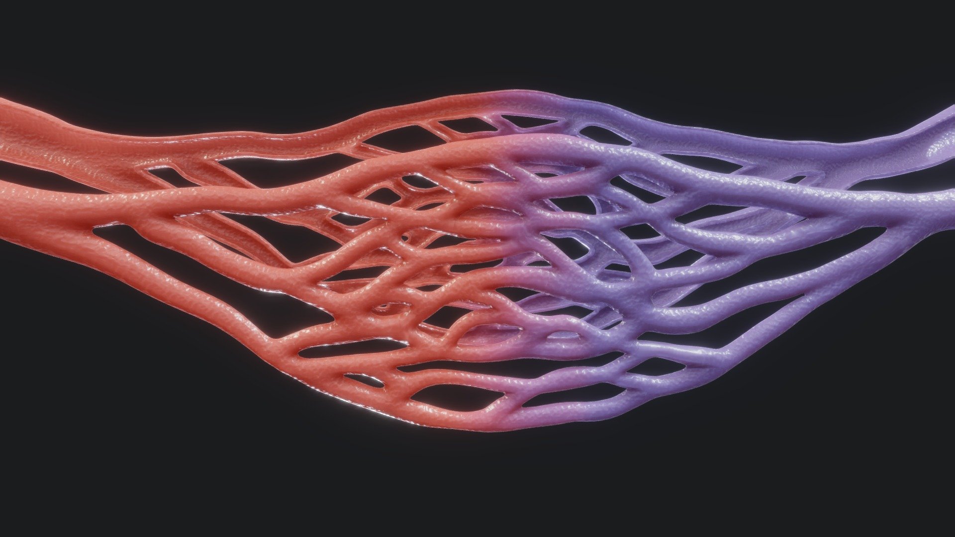 Blood Vessels Cross Section - Buy Royalty Free 3D model by zames1992 [2b752dc] - Sketchfab Store