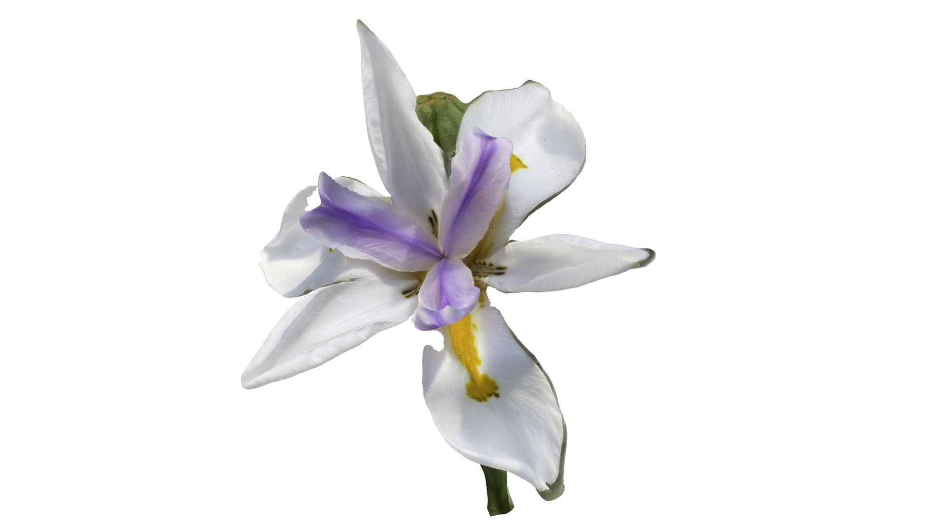 Fortnight Lily (Dietes Iridioides) - Download Free 3D model by ...
