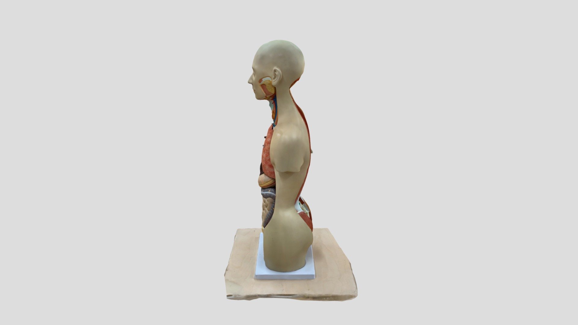 Jo anatomical body - Download Free 3D model by Indiemoon [2b77ca3 ...
