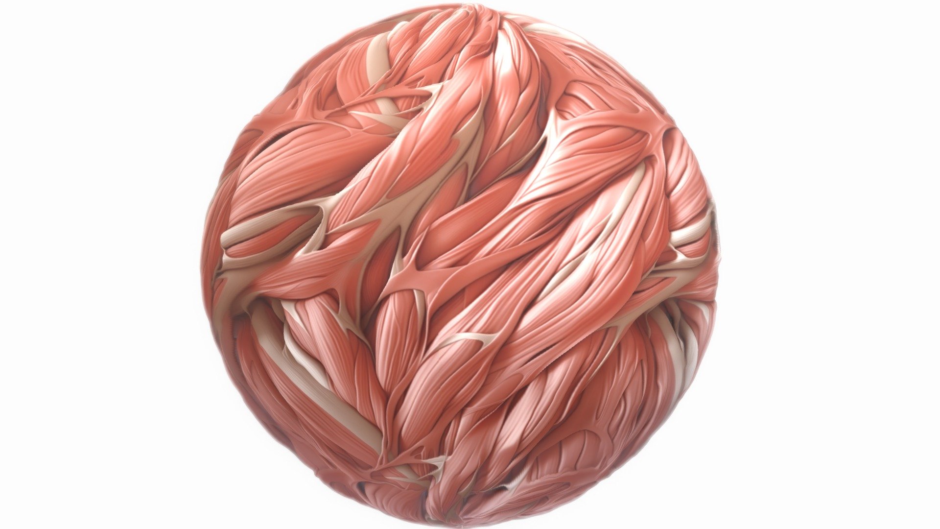 Anatomy Seamless Texture - Buy Royalty Free 3D model by zames1992 [2b7fa04] - Sketchfab Store